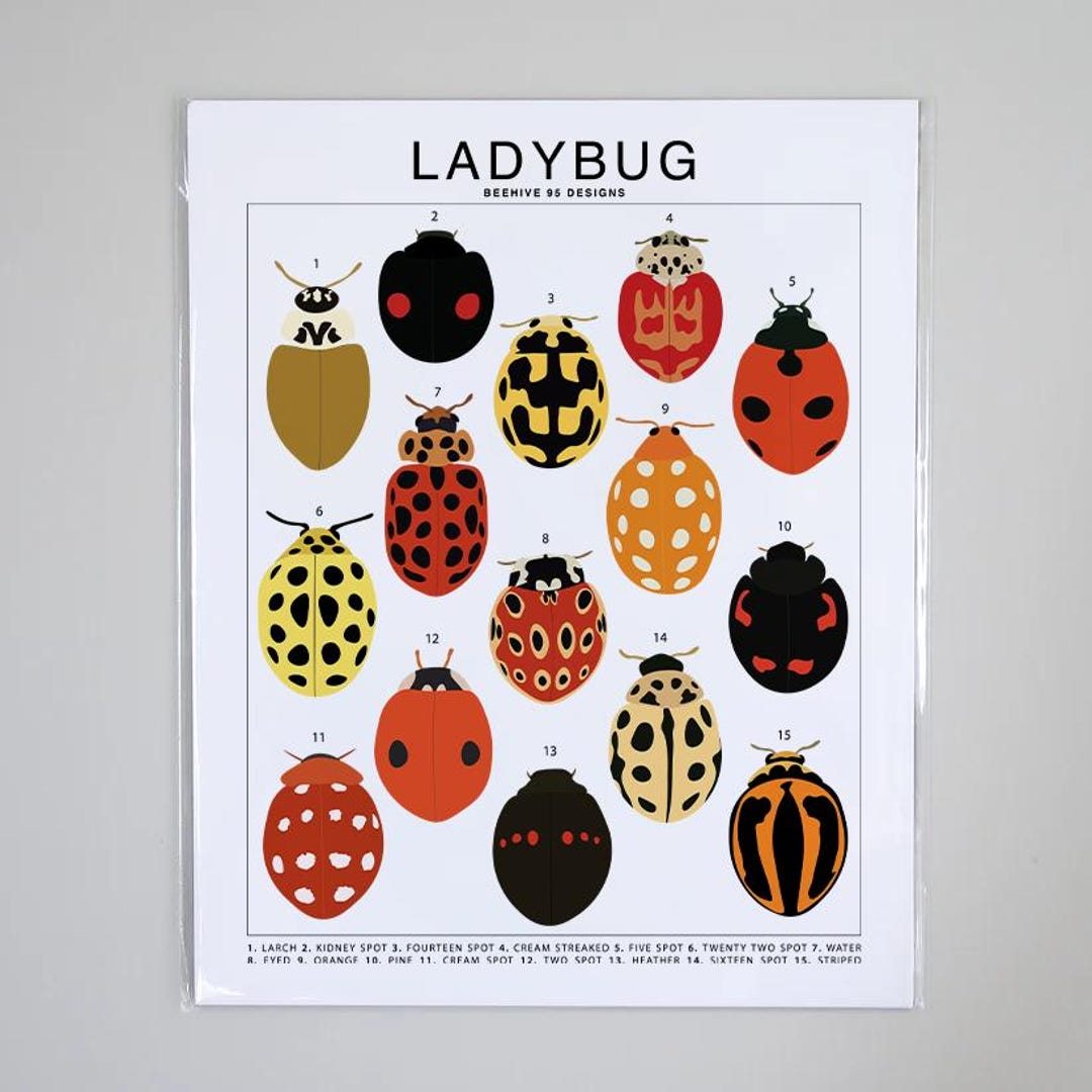 Ladybug Species Art Print | Insect Artwork Wall Decor | Ladybug ...