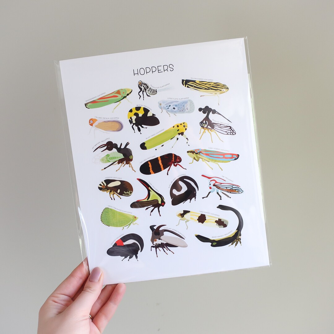 Types of Hoppers Species Art Print, Insect Bug Artwork Wall Decor ...