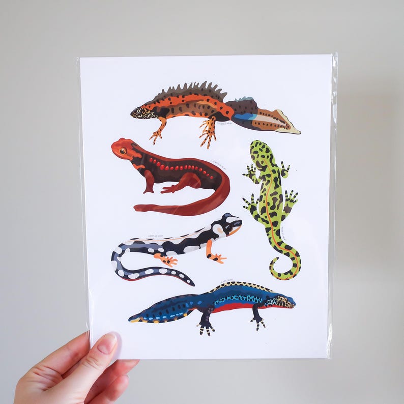 Newt Art Print Herpetology Wall Decor | Amphibian Newt Salamander ...