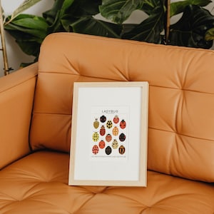 Ladybug Species Art Print | Insect Artwork Wall Decor | Ladybug ...