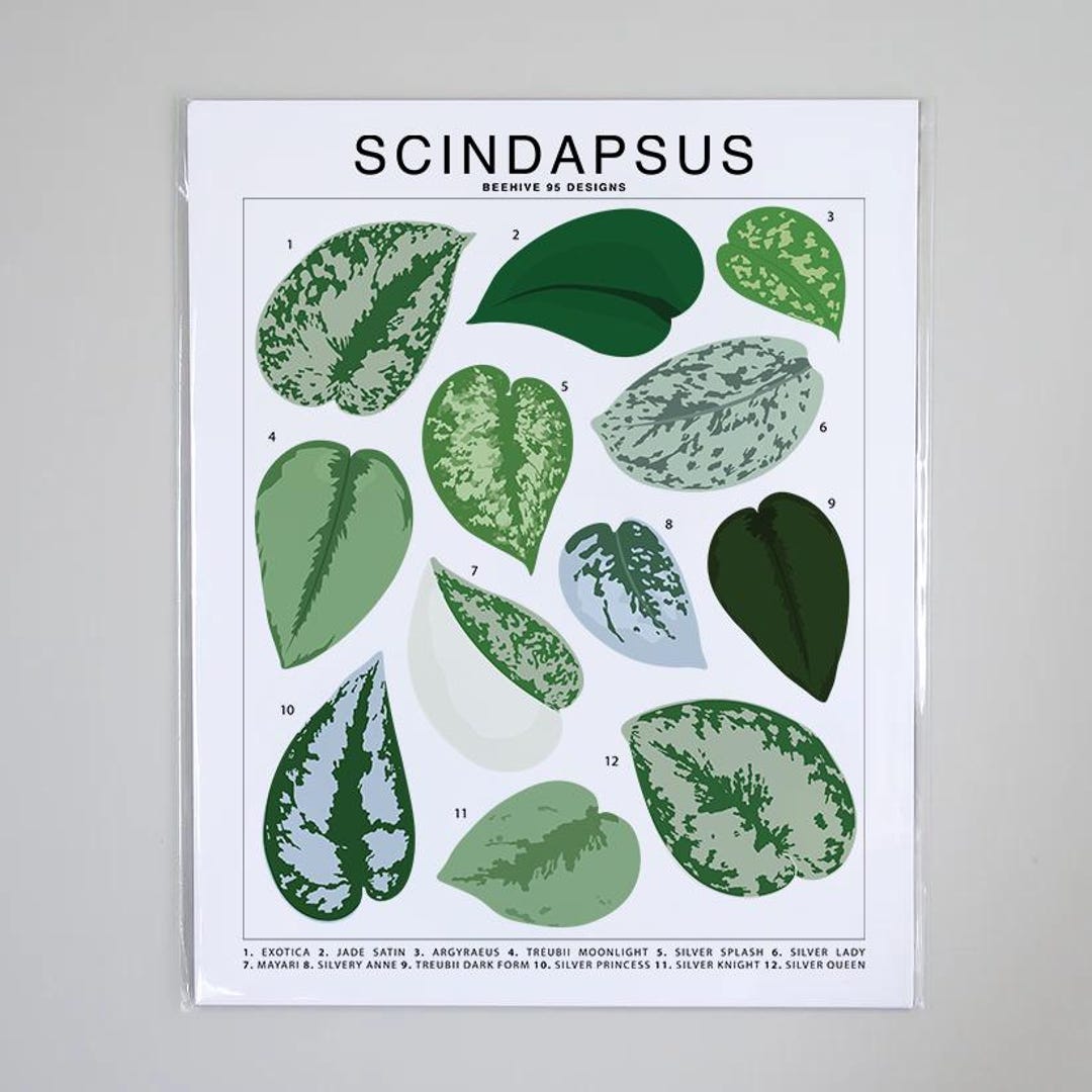 Scindapsus Plant Species Art Print | Houseplant Artwork Wall Decor ...