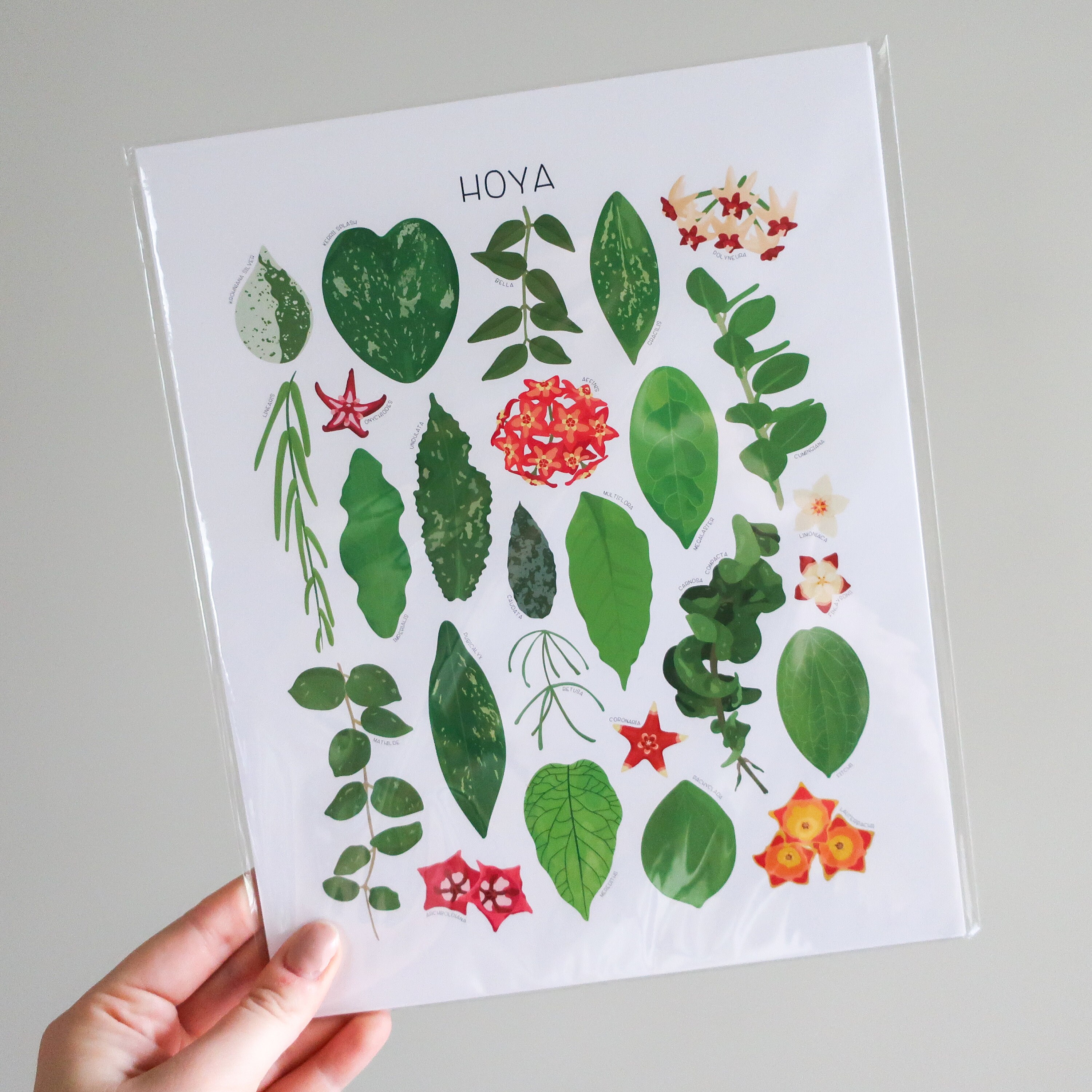 Types of Hoya Plant Species Art Print, Houseplant Lover Artwork Wall ...