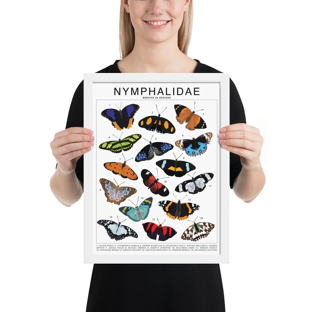 Nymphalidae Butterfly Species Framed ID Poster | Etsy