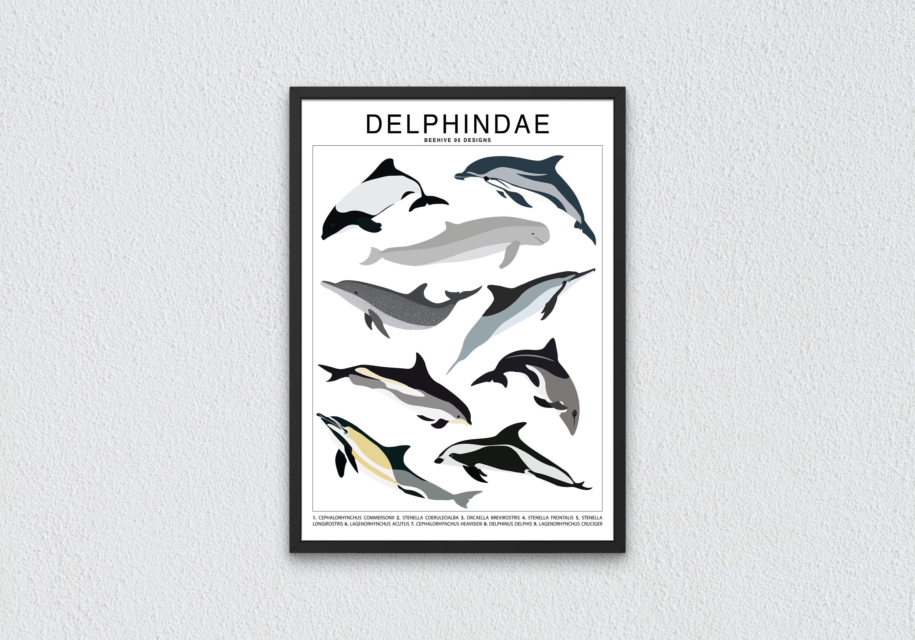 Dolphin Species Chart