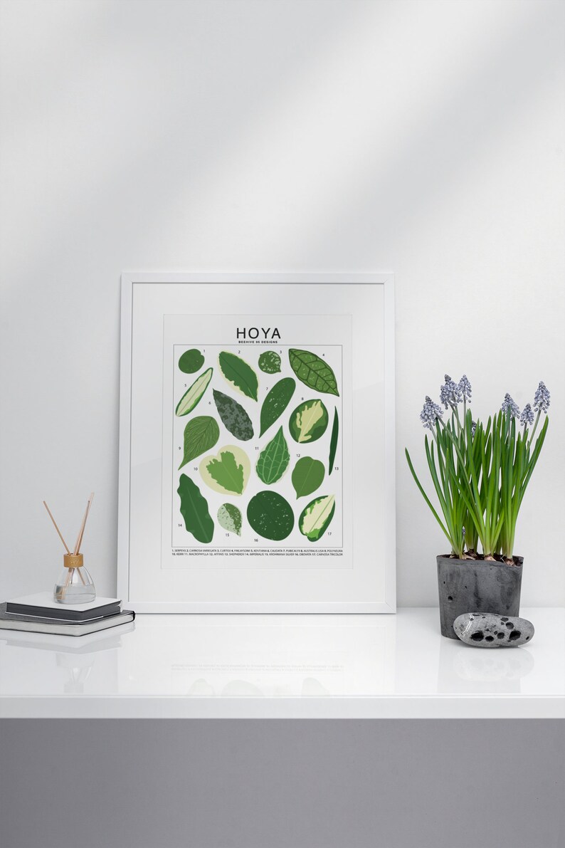Hoya Plant Species large Art Print Houseplant Artwork Wall - Etsy