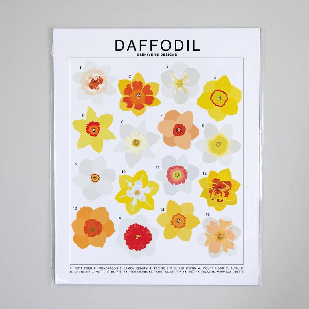 Daffodil ID Chart Art Print | Botanical Flower Artwork Wall Decor ...