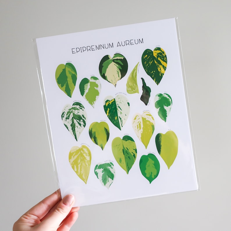 Types of Epipremnum (pothos) Plant Species Art Print, Houseplant Lover ...