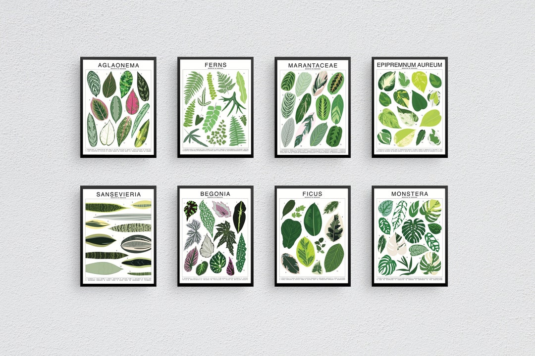 Bundle of 22 Houseplant Species Art Prints | Houseplant Artwork Wall ...