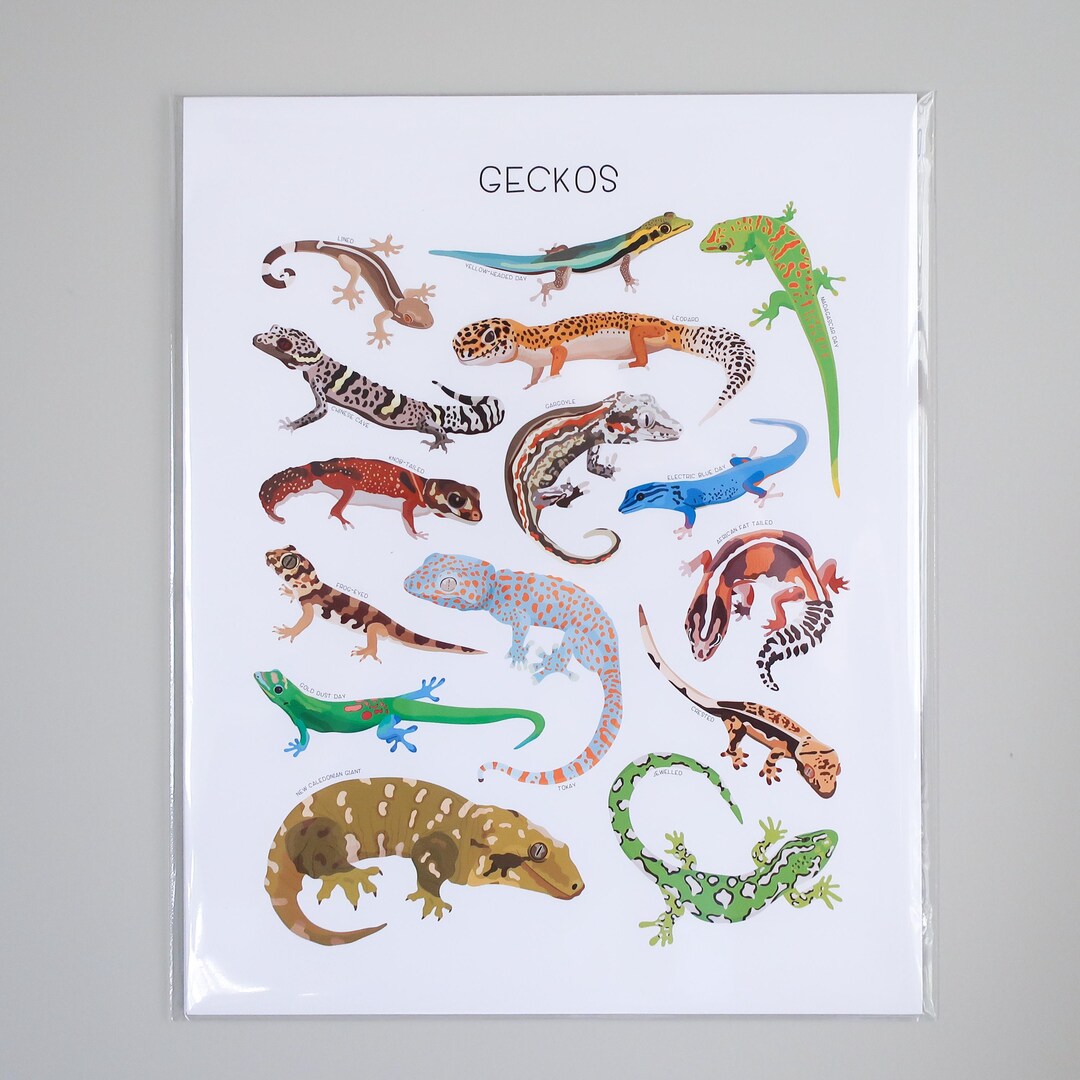 Types of Geckos Species Art Print, Reptile Artwork Wall Decor | Reptile ...
