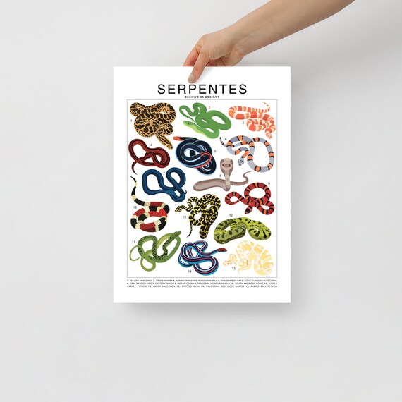 Serpentes Snake Species large Art Print Reptile Artwork - Etsy