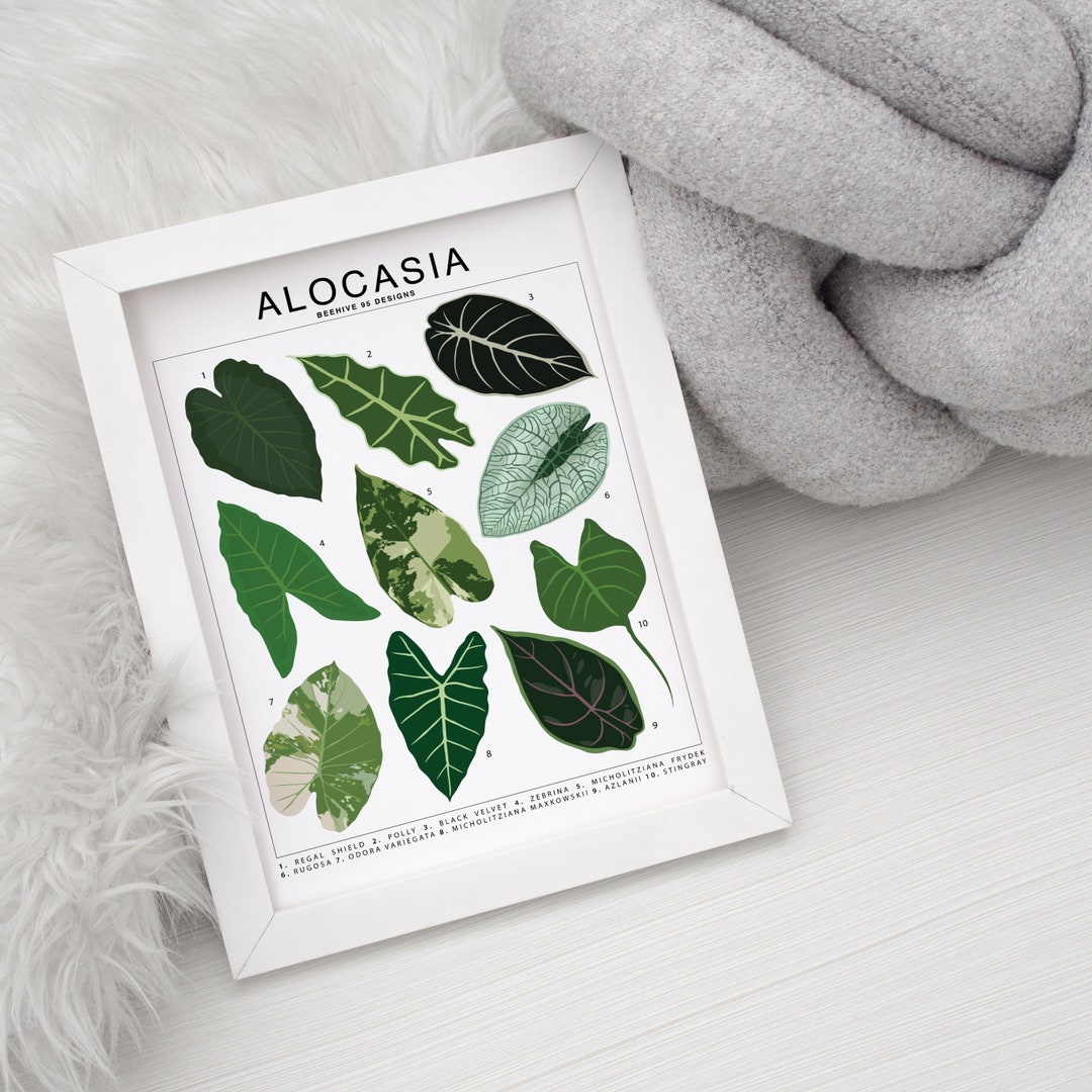 Alocasia Plant Species small Art Print Houseplant Artwork Wall Decor ...