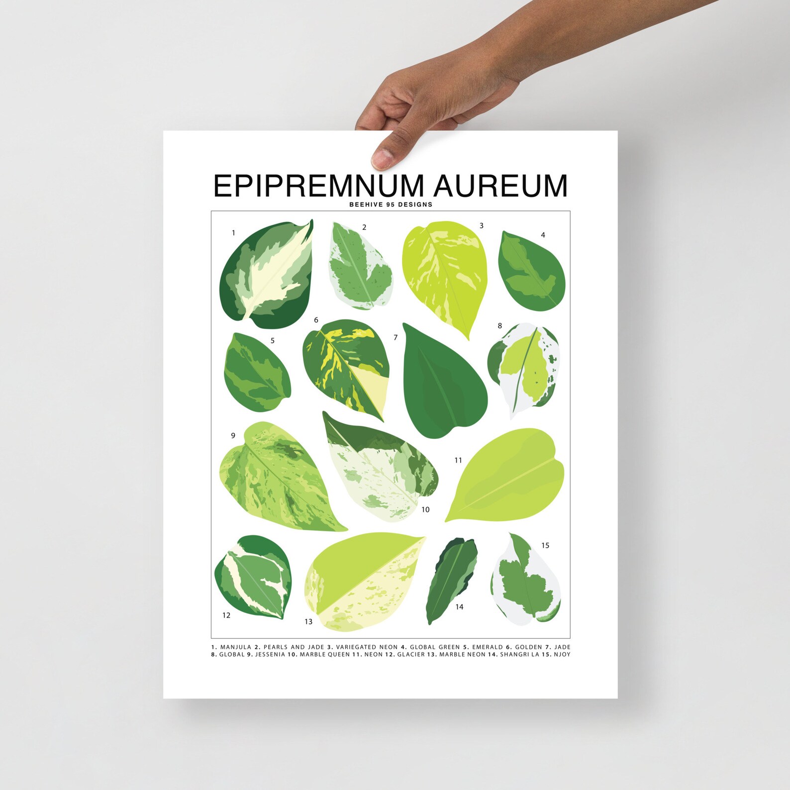 Epipremnum Aureum Pothos Plant Species large Art Print - Etsy Canada