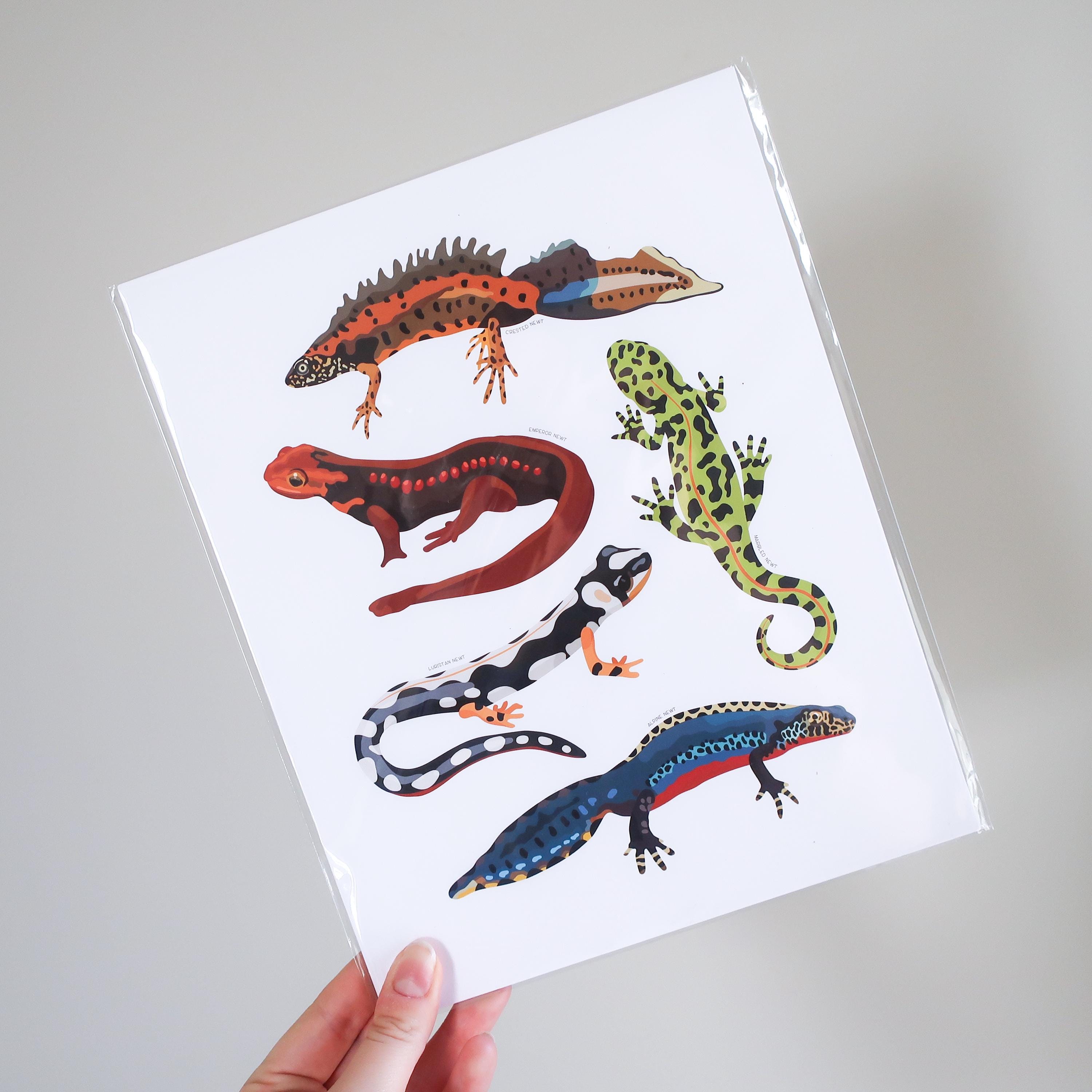 Newt Art Print Herpetology Wall Decor | Amphibian Newt Salamander ...