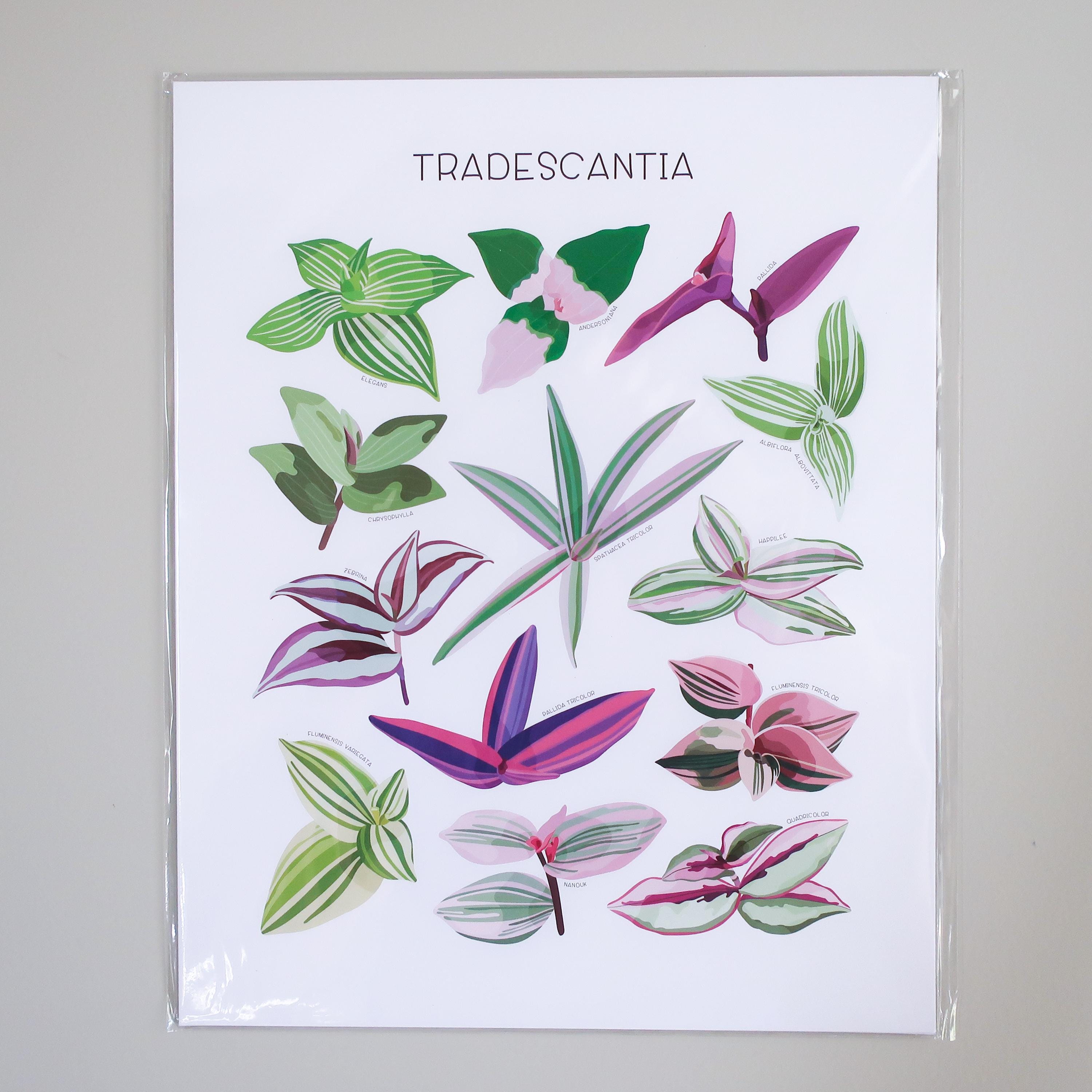 Types of Tradescantia Plant Species Art Print, Houseplant Lover Artwork ...