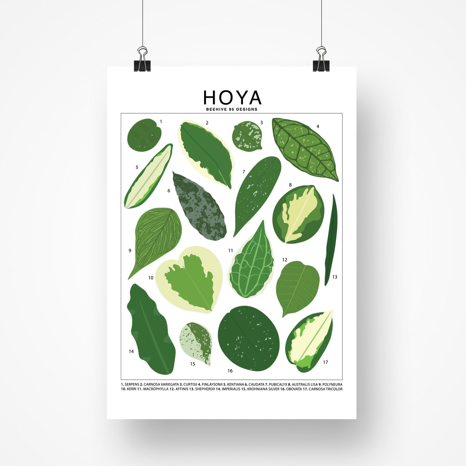 Hoya Plant Species large Art Print Houseplant Artwork Wall - Etsy