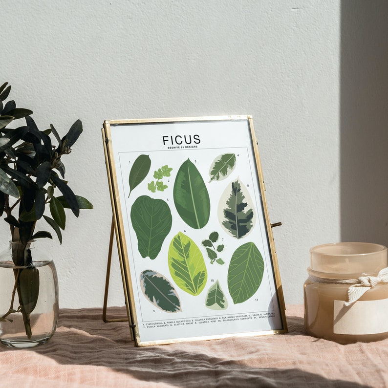 Ficus Plant Species Art Print | Houseplant Artwork Wall Decor ...