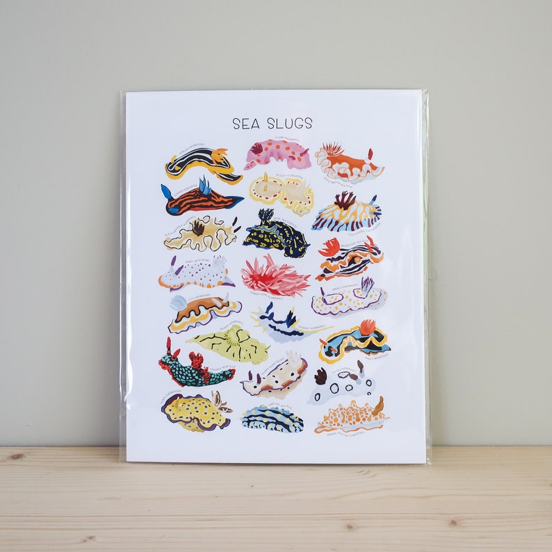 Types of Sea Slugs Species Art Print, Ocean Artwork Wall Decor ...