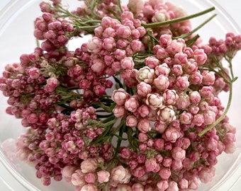 Dried Hepatica Flowers. A Set of Genuine Dried Hepatica Flowers for ...