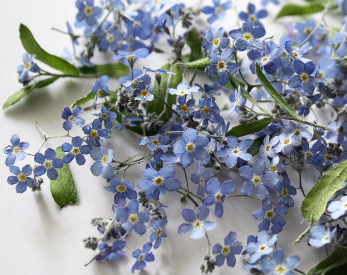 Dried Blue Forget Me Not Flowers. Set of Genuine Dried Forget Me Not ...