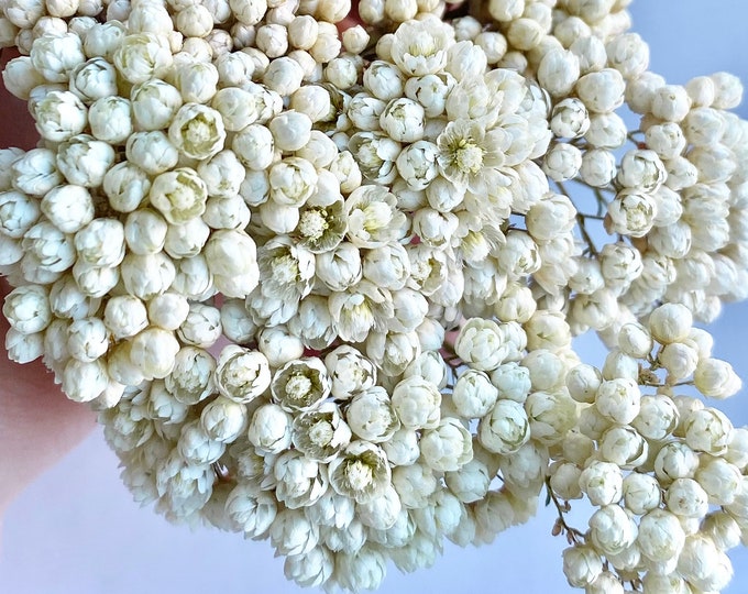 A MIX of Dried Mimosa, Pink and White Ozothamnus, Multicolored Genista ...