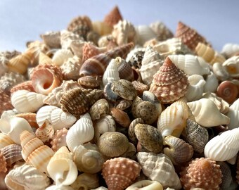 Tiny Shells for Resin - Etsy