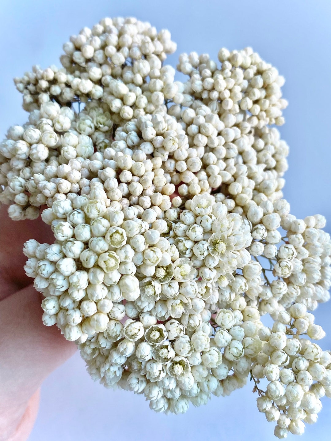 Dried White Ozothamnus Flowers. Set of Genuine White Rice Flower ...