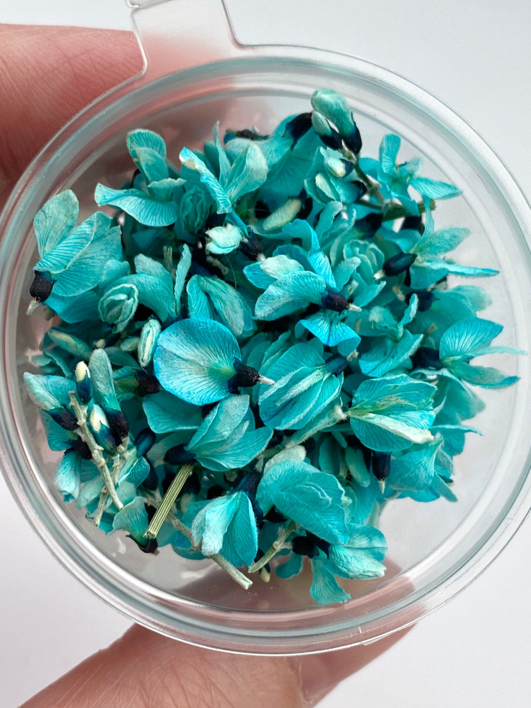 Tiny Blue Color Genista Flowers. A SET of Dried Genista Flowers ...