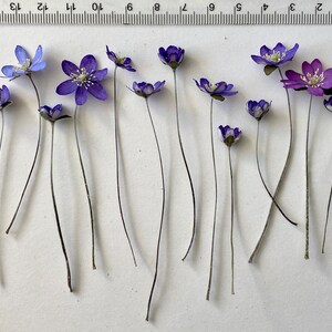 Dried Hepatica Flowers. A Set of Genuine Dried Hepatica Flowers for ...