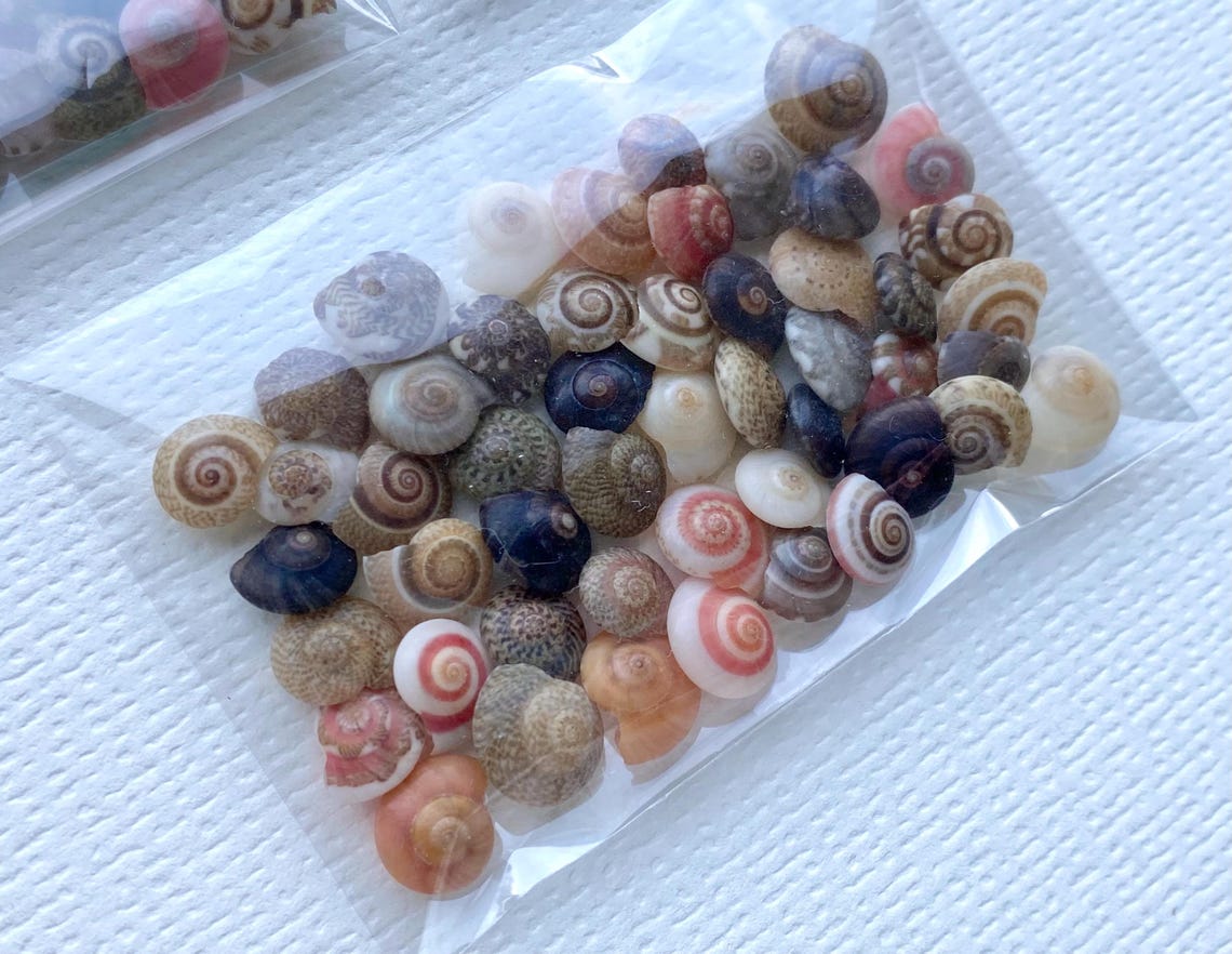 Tiny Seashells for Resin Crafts & Decor: Mixed Colors, 5-10mm, 20/50 ...