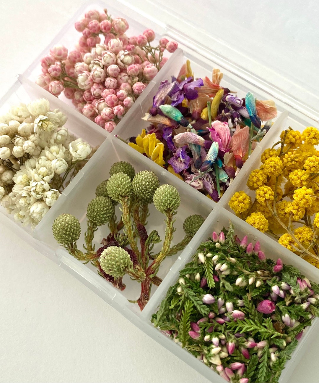 A MIX of Dried Mimosa, Pink and White Ozothamnus, Multicolored Genista ...