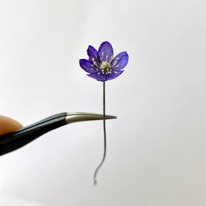 Dried Hepatica Flowers. A Set of Genuine Dried Hepatica Flowers for ...