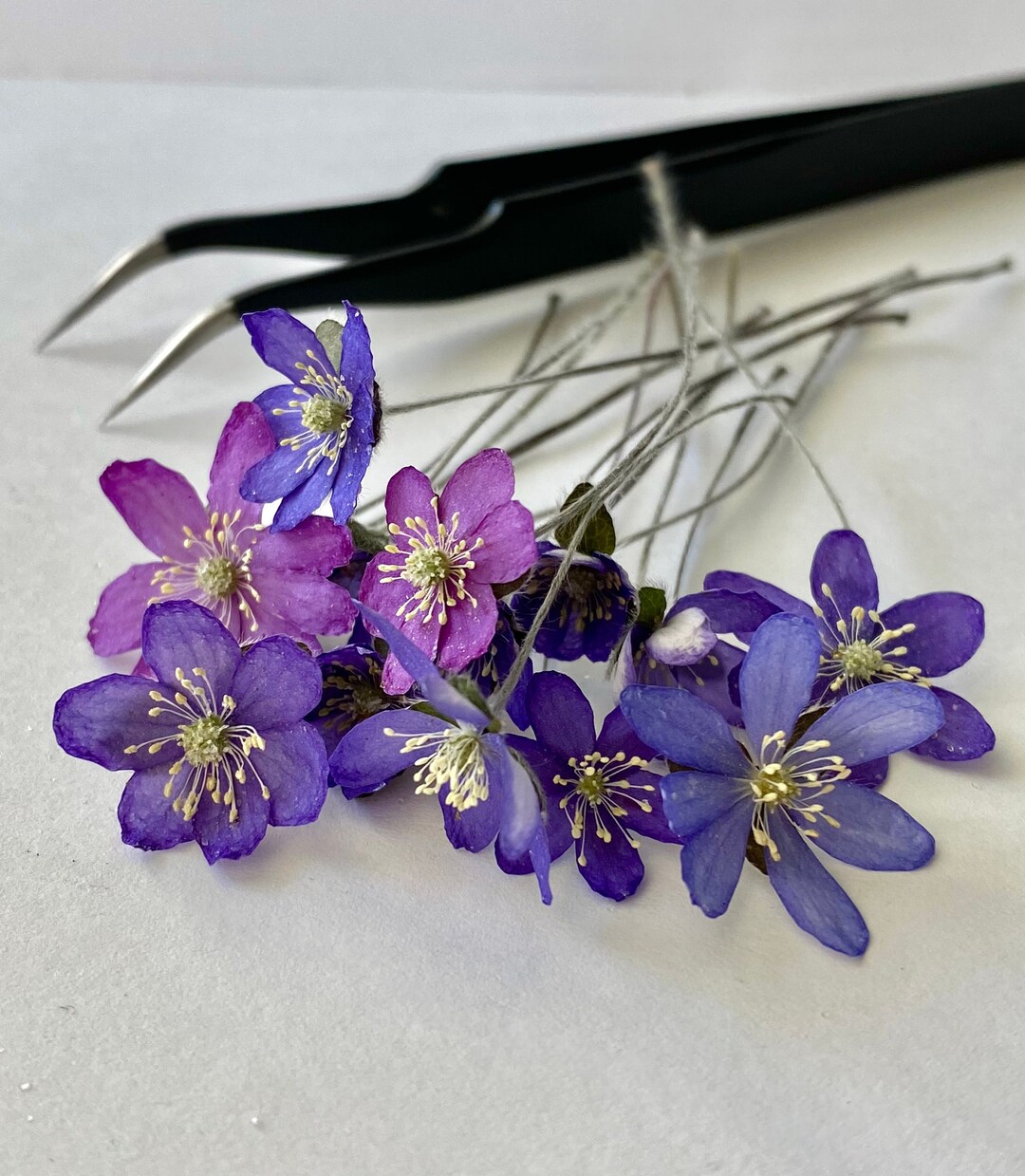 Dried Hepatica Flowers. A Set of Genuine Dried Hepatica Flowers for ...
