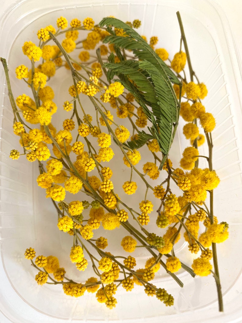 Dried Mimosa Flowers for Resin Jewelry Casting Hobby Crafts - Etsy