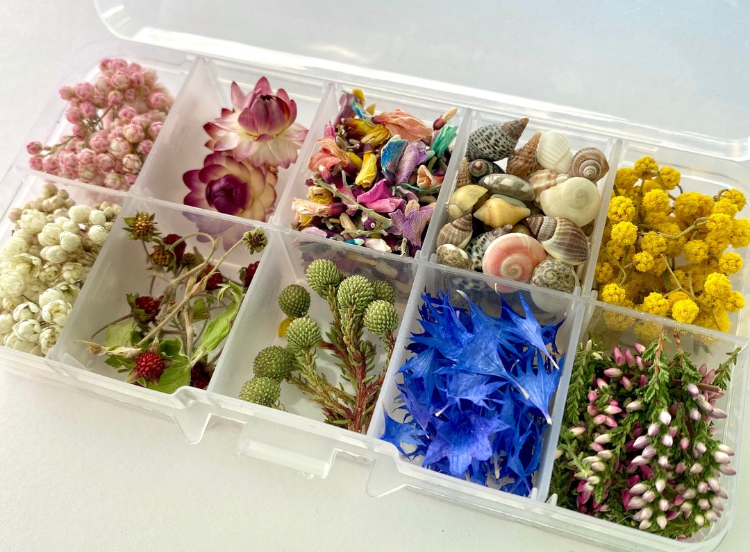 LARGE MIX of Dried Flowers and Plants. Mimosa, Ozothamnus, Multicolored ...