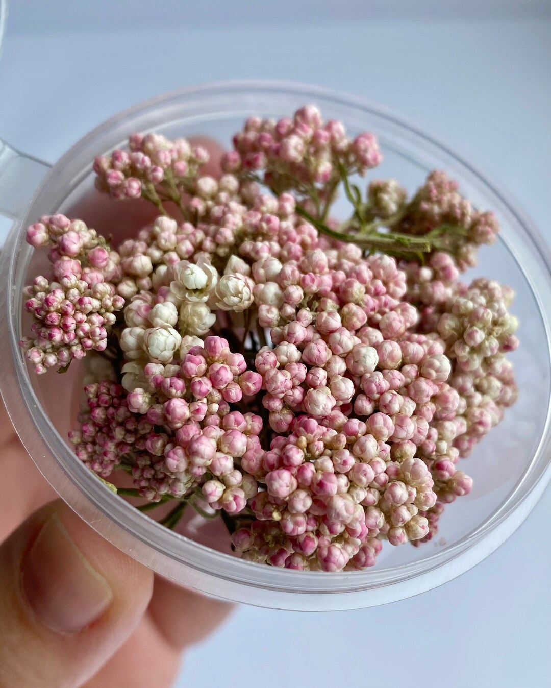 Light Pink Dried Ozothamnus Rice Flower: Resin Jewelry & Crafts - Etsy