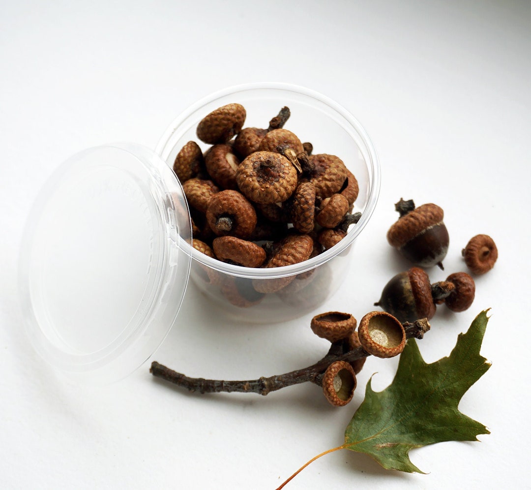 Red Oak Acorn Caps for Resin Jewelry Casting, Hobby Crafts, Terrarium ...