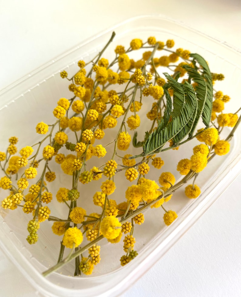 Dried Mimosa Flowers for Resin Jewelry Casting Hobby Crafts - Etsy