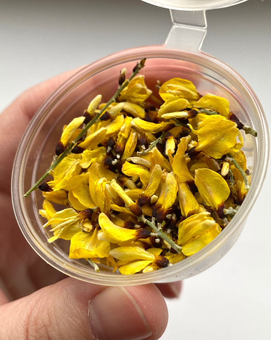 Tiny Yellow Color Genista Flowers. A SET of Dried Genista Flowers ...