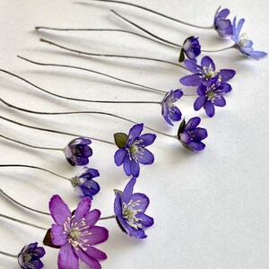 Dried Hepatica Flowers. A Set of Genuine Dried Hepatica Flowers for ...