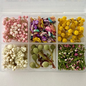 A MIX of Dried Mimosa, Pink and White Ozothamnus, Multicolored Genista ...