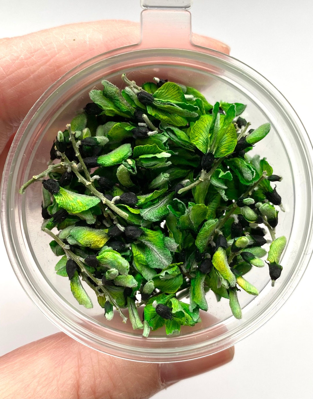 A Set of Bright Green Genista Flowers. Tiny Dried Green-blue Genista ...