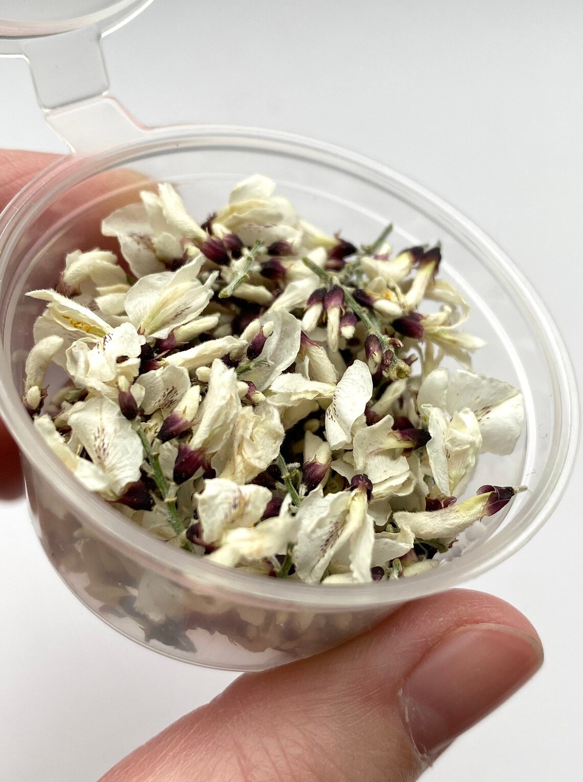 Tiny White Color Genista Flowers. A SET of Dried Genista Flowers ...