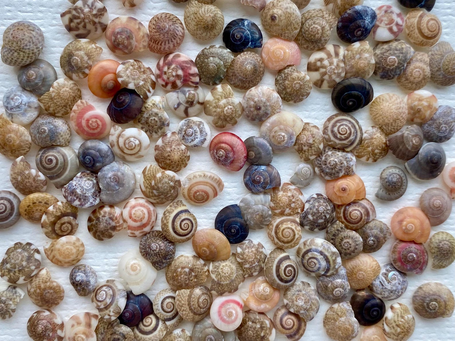 Tiny Seashells for Resin Crafts & Decor: Mixed Colors, 5-10mm, 20/50 ...