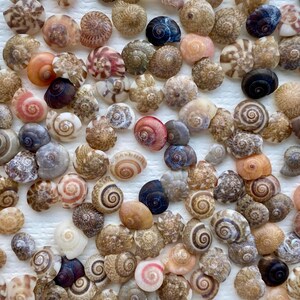 Tiny Seashells for Resin Crafts & Decor: Mixed Colors, 5-10mm, 20/50 ...