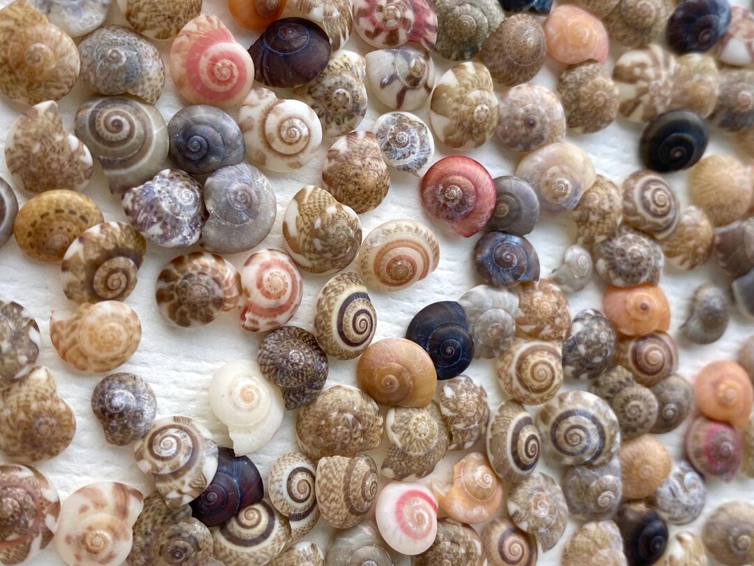 Tiny Seashells for Resin Crafts & Decor: Mixed Colors, 5-10mm, 20/50 ...