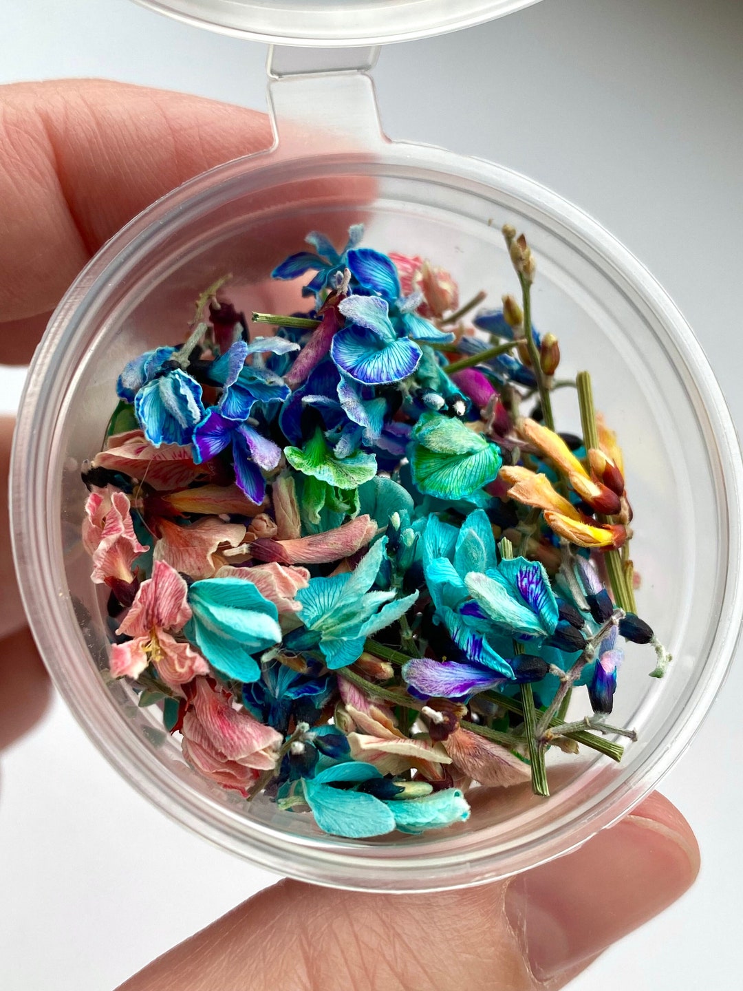 A Mix of Different Colored Genista Flowers. A SET of Dried Genista ...