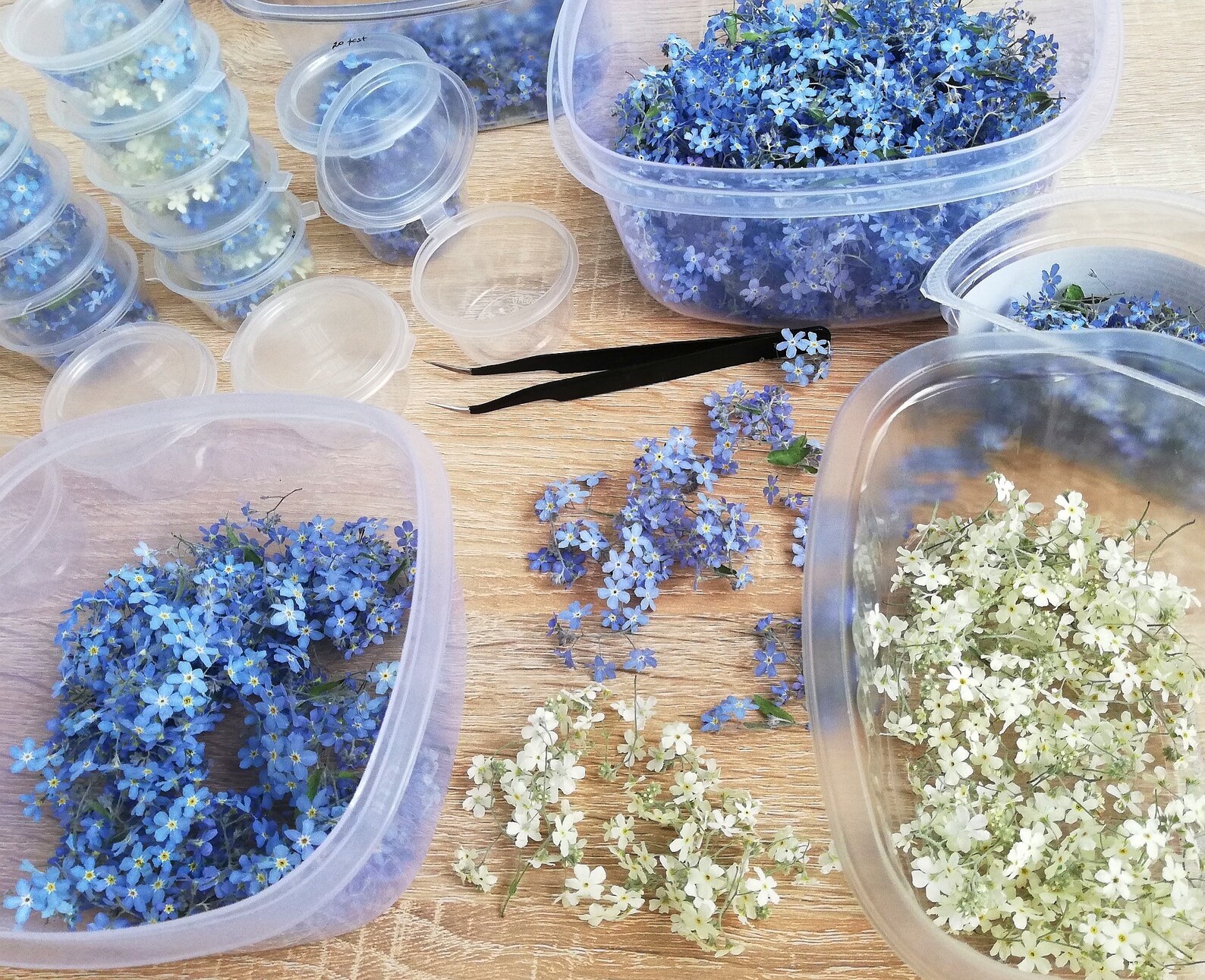 Dried Blue Forget me not flowers. Set of genuine dried Forget | Etsy