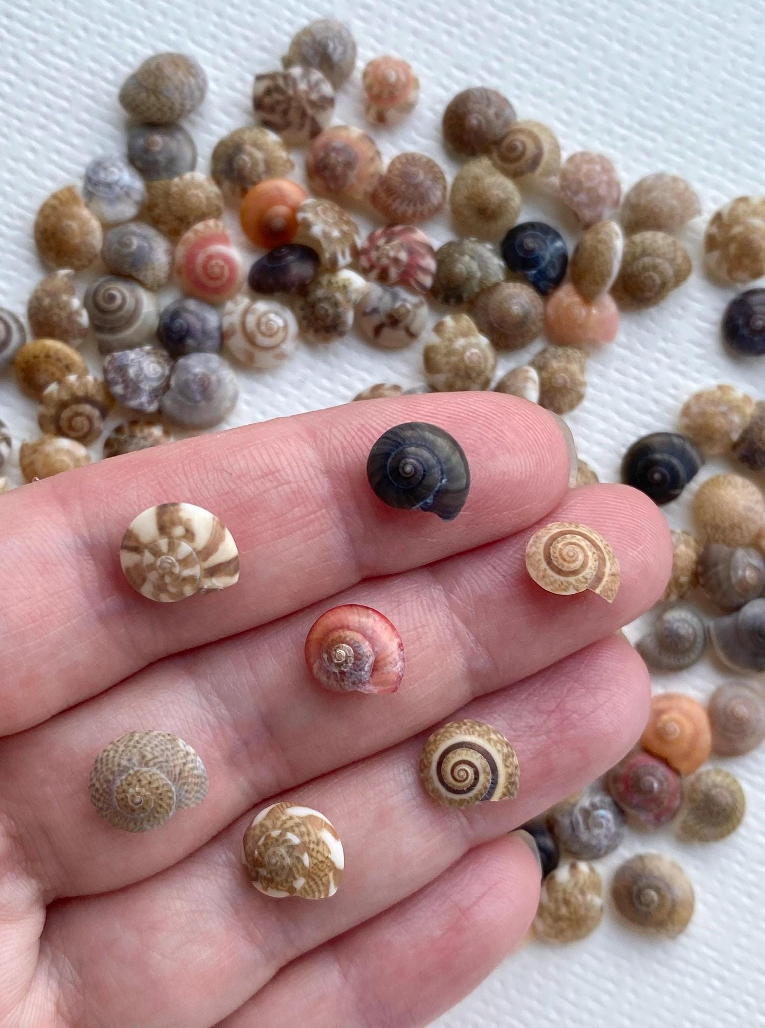 Tiny Seashells for Resin Crafts & Decor: Mixed Colors, 5-10mm, 20/50 ...