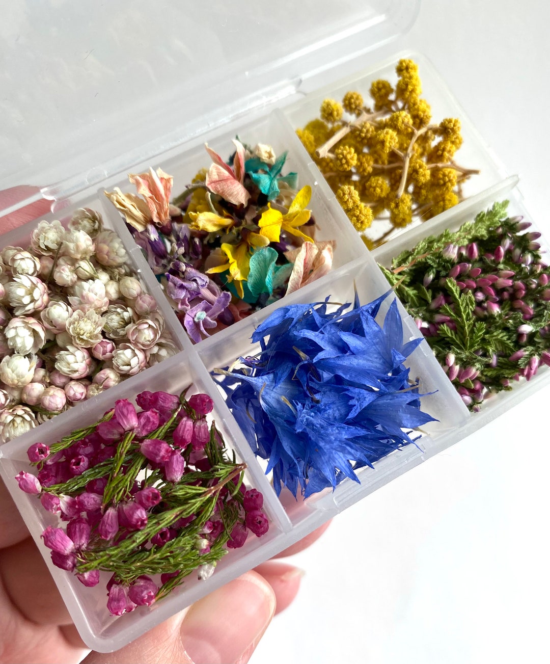 A MIX of Dried Mimosa, Ozothamnus, Multicolored Genista Flowers ...