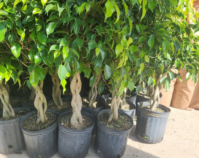 Variegated Ficus Benjamina Tree House Plant Plant Gift - Etsy